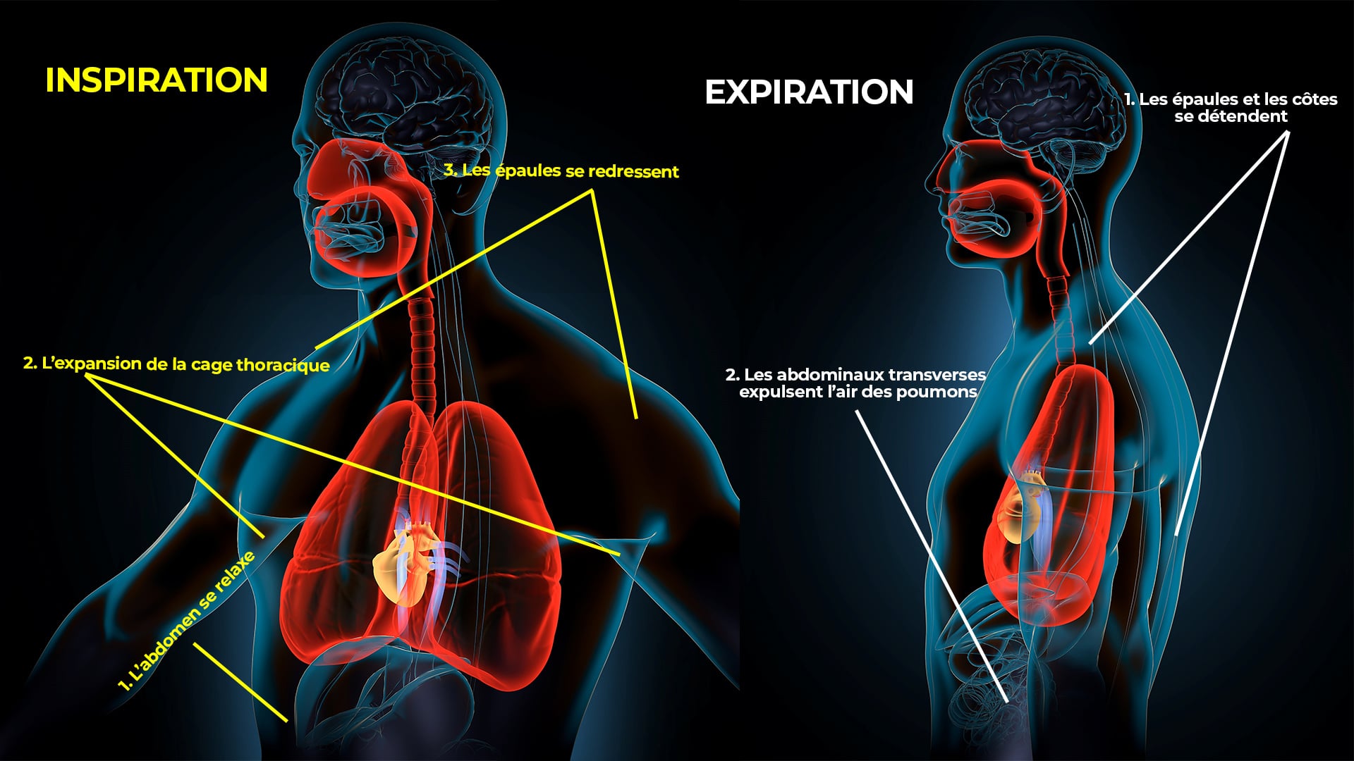 Pourquoi on a du mal à respirer - Yoga Laboratorium