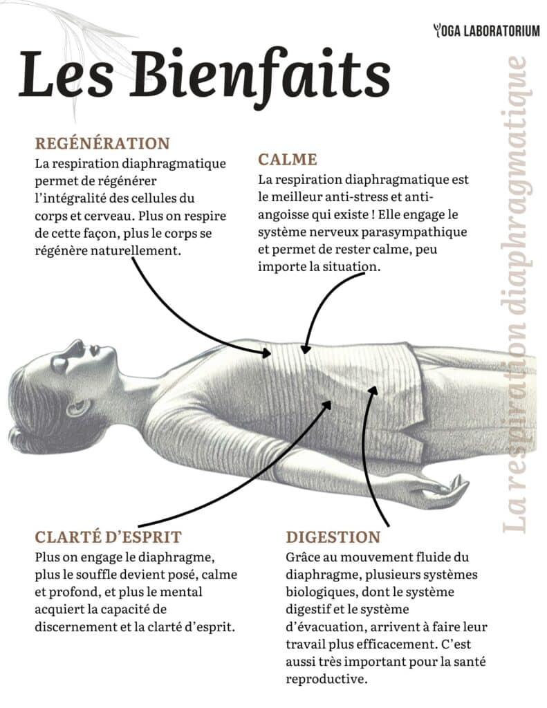 Respiration diaphragmatique : La clé pour apaiser le corps et l’esprit - Yoga Laboratorium